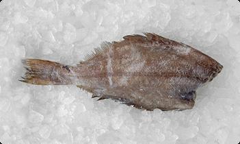 Lielākais Paltuss Pasaulē. - Spoki