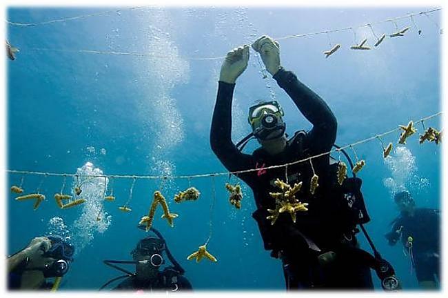 koraļļu rifu ekosistēma - Spoki
