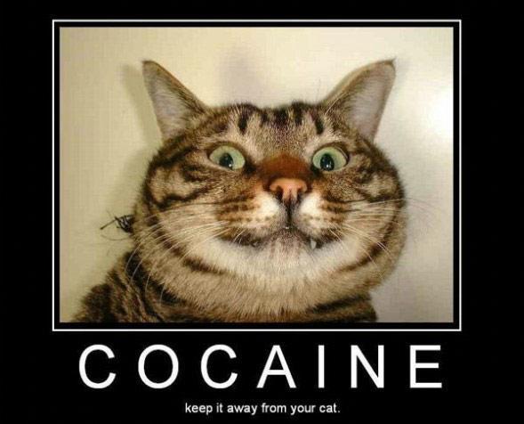 Cocaine cats - Spoki