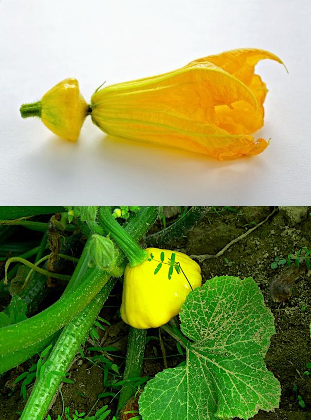 Par Patisonu - Spoki