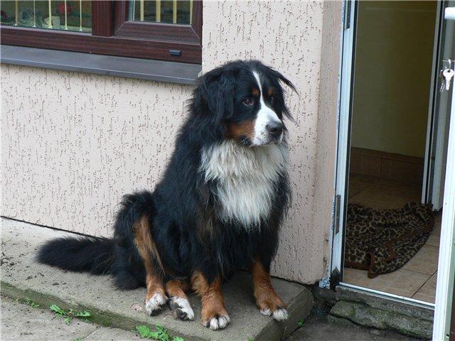 Bernes ganu suņi - Spoki