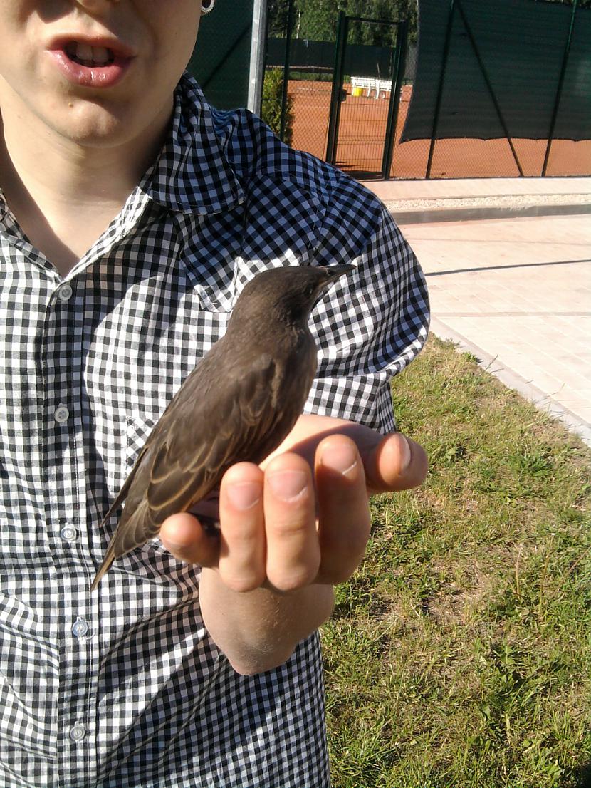 Apstulbis strazds? - Spoki