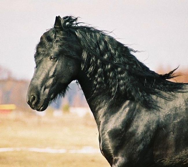 Fakti par zirgiem 99,9 procenti nedzirdēti1 - Spoki - bildes 2