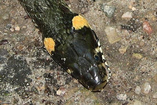 Mums savvaļā dzīvo tikai divas čūskas - odze un zalktis - Spoki