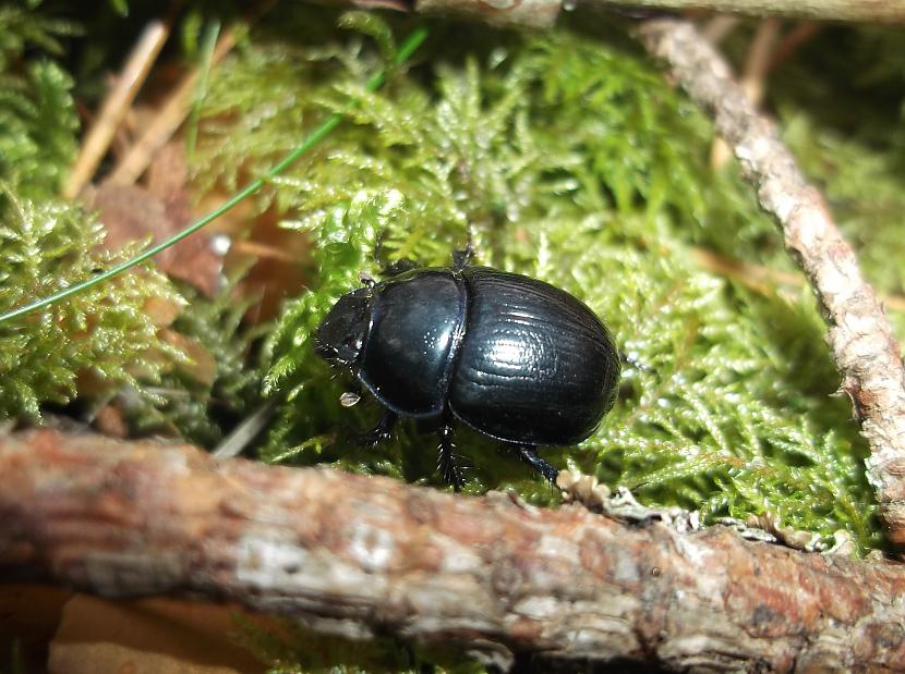Kukaiņi- gādīgi vecāki? Fakts! - Spoki