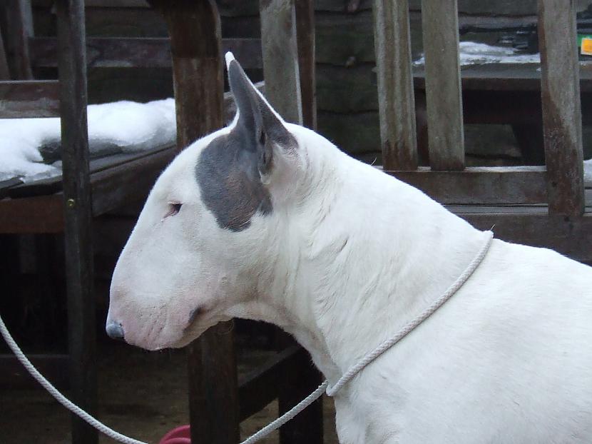 Angļu bulterjers - Spoki
