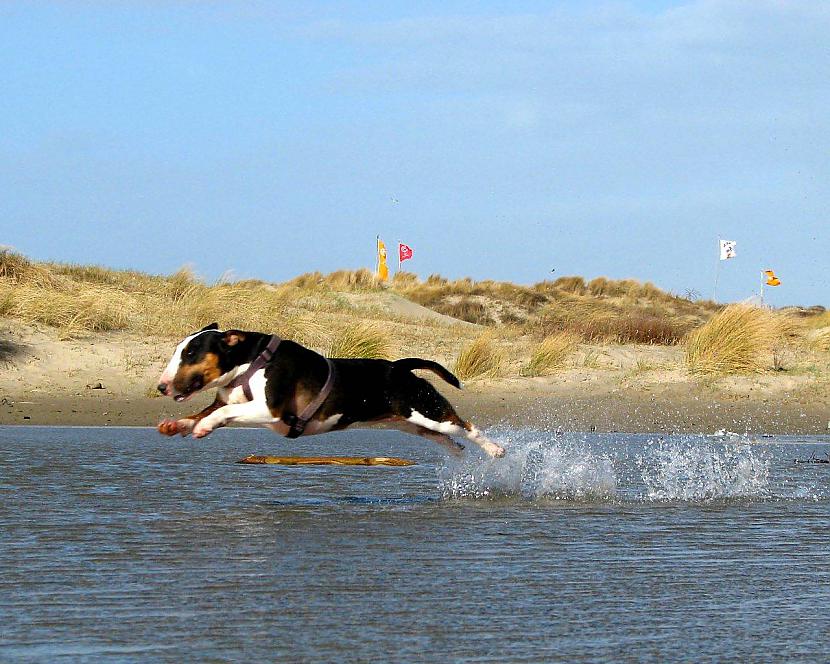 Angļu bulterjers - Spoki