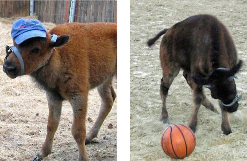 Teksasas mājdzivnieki ! - Spoki