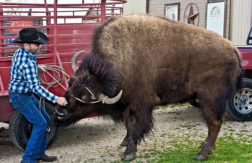 Teksasas mājdzivnieki ! - Spoki