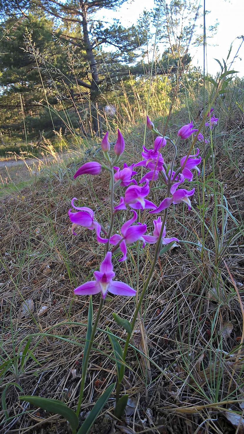 Latvijas orhideja - Spoki