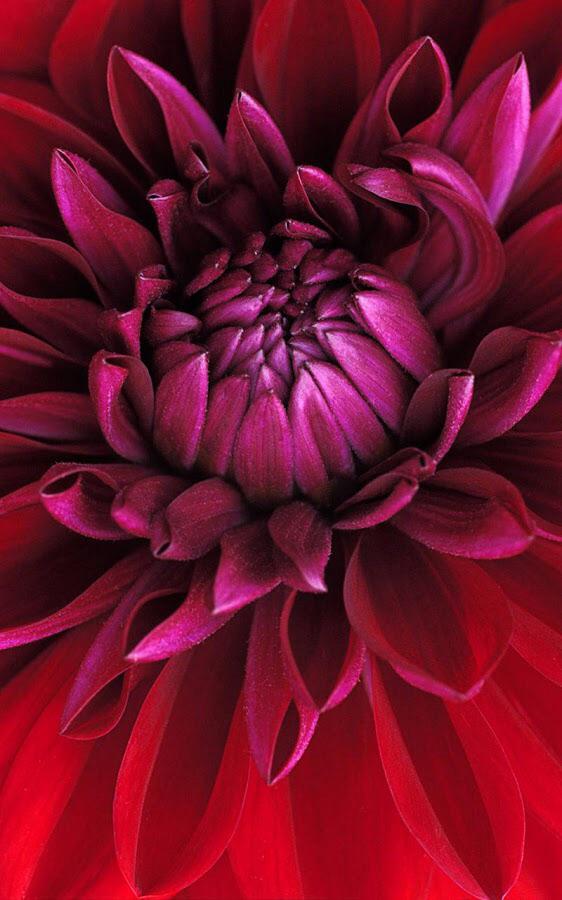 Fona attēli meitenēm - Spoki