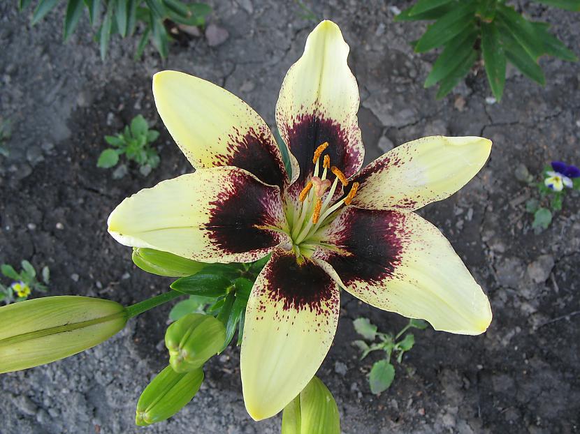 Lilijas 1 - Spoki
