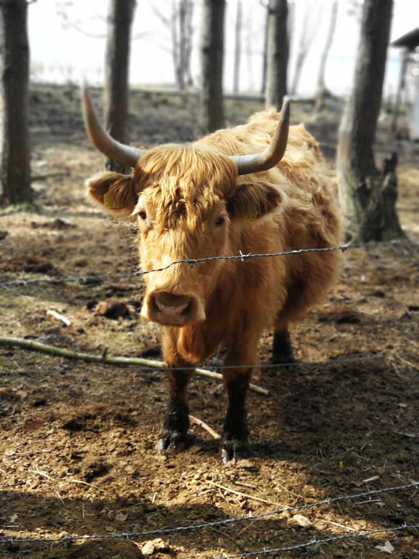 Cauri Pagastiem - Engures Novads, Engures pagasts - Spoki