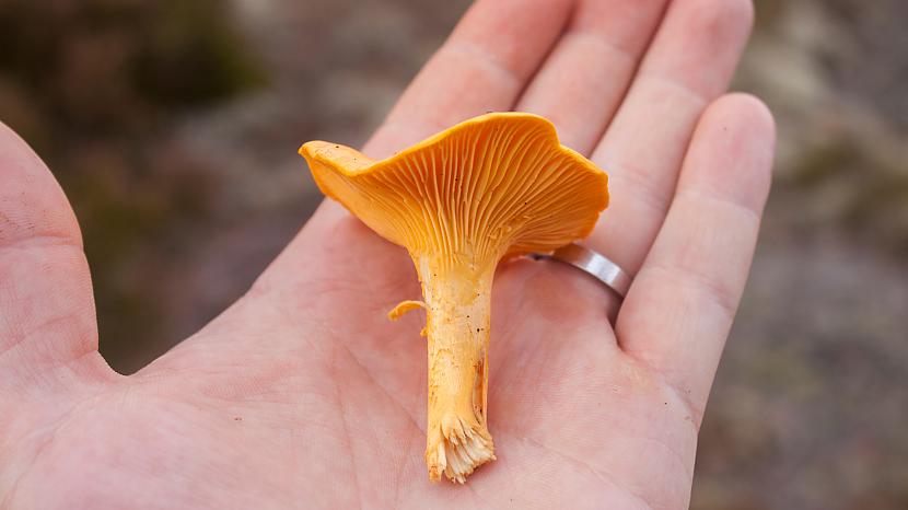 Tests: Vai šī ir gailene, negailene vai kliņģerene? - Spoki