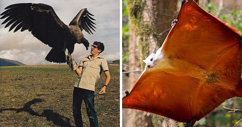 Burvīgas savvaļas dzīvnieku foto, kas aizraus elpu un radīs vēlmi ...