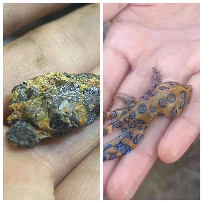 Šie cilvēki fotografēja kaut ko interesantu, neapzinoties, cik bīstami ...