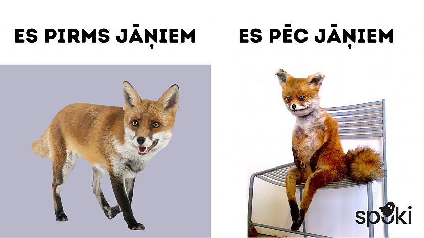 14 smieklīgas Jāņu memītes, kas raksturo visus latviešus - Spoki